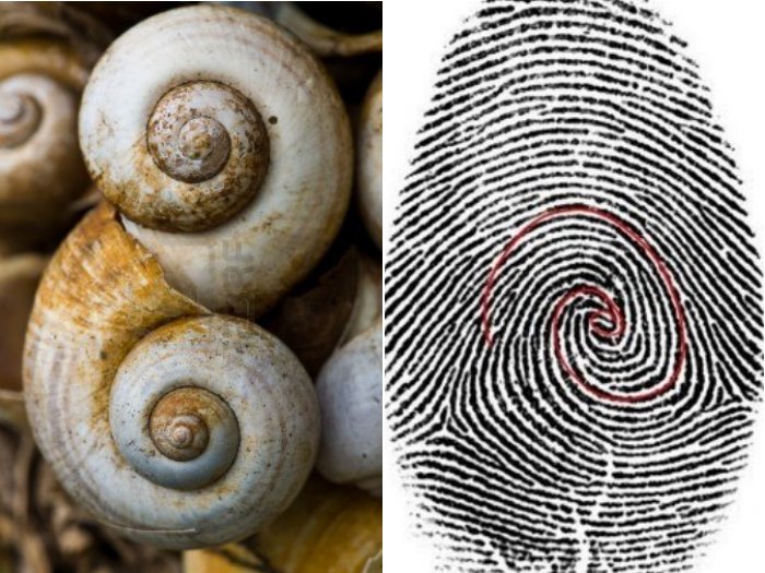 The Fibonacci Sequence in Nature • Insteading